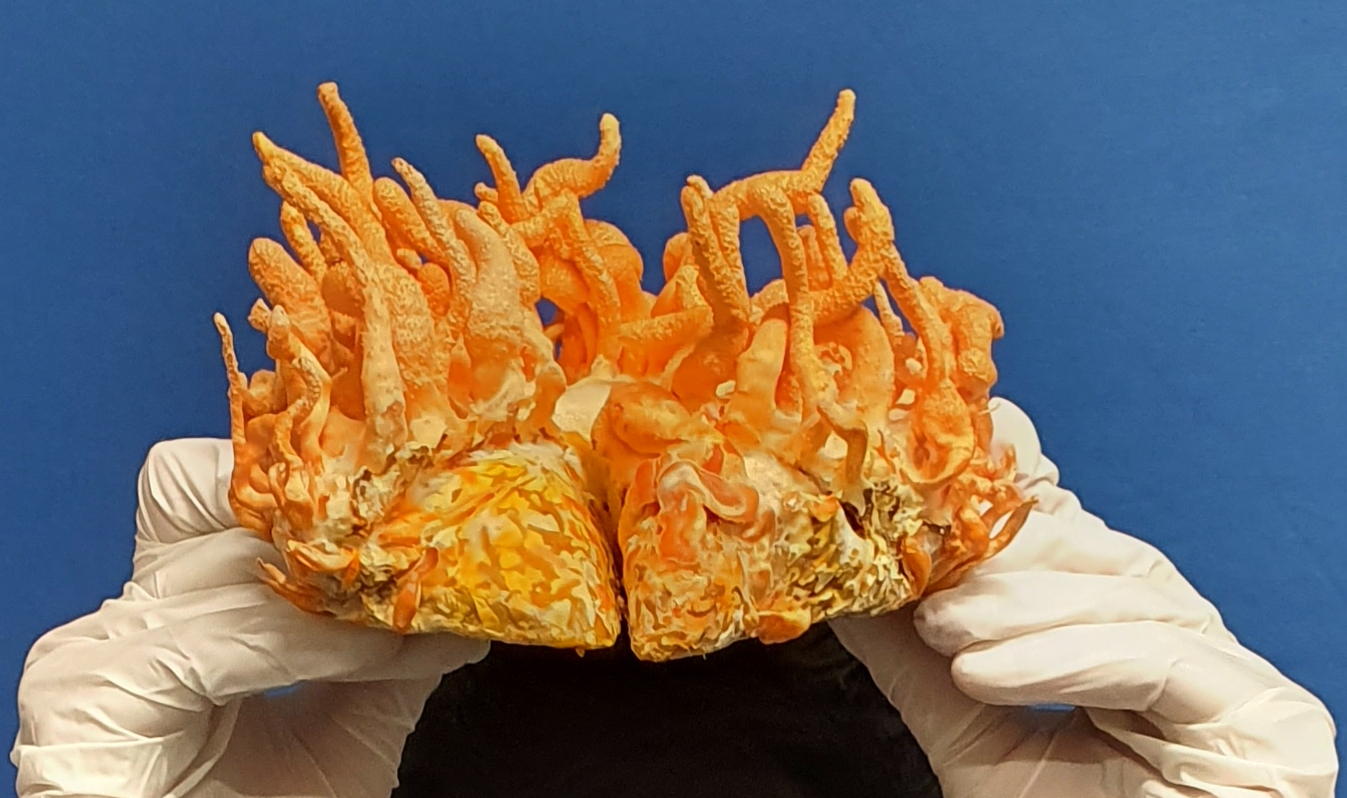 Real Fungi – Real Fungi MX